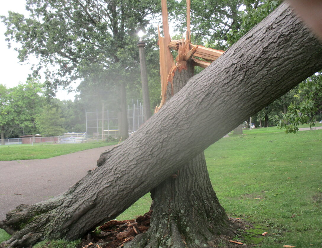 Storm takes down trees in Centennial Park | News, Sports, Jobs - Salem News